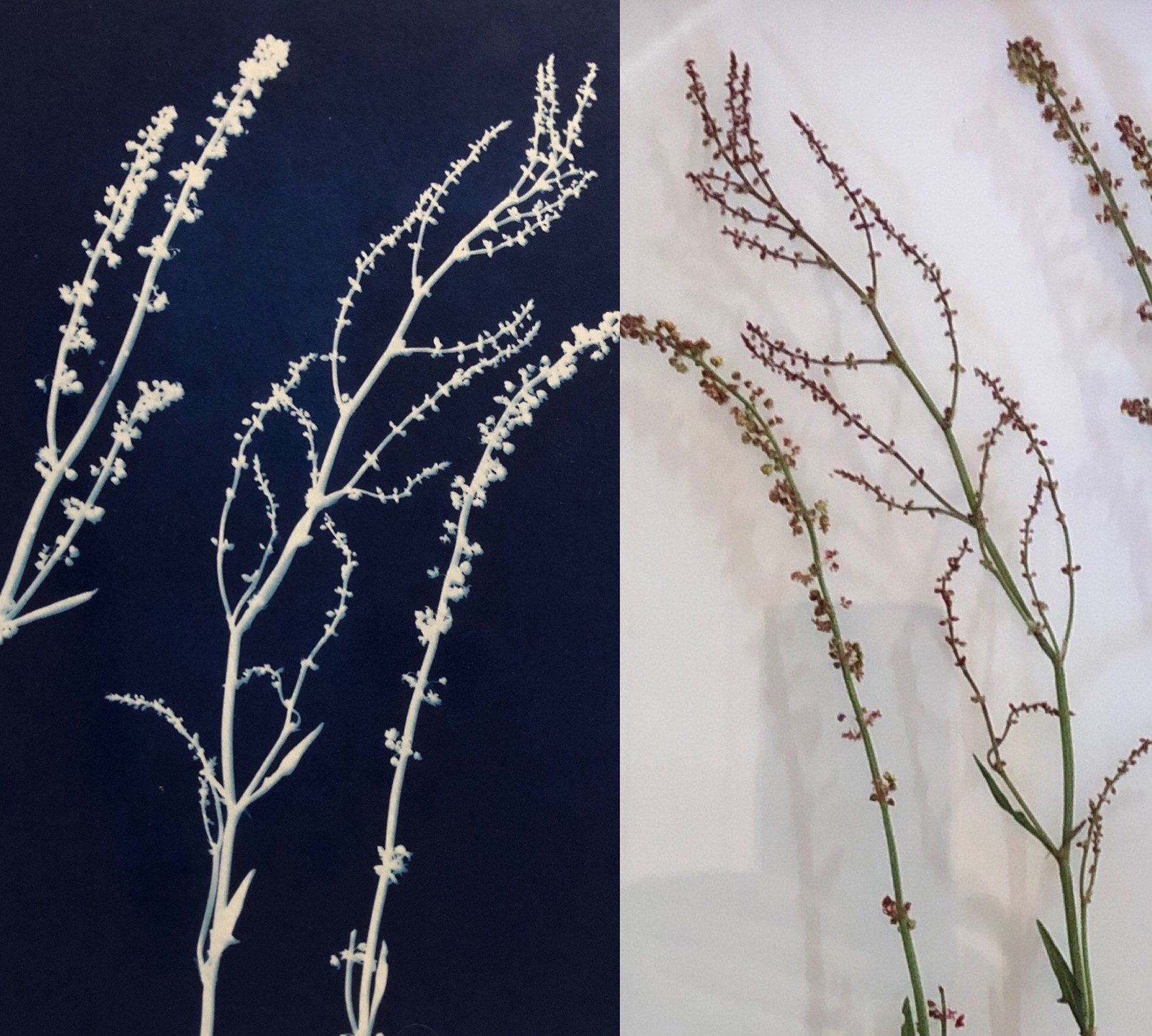 Printing Plants and Textures as Cyanotypes: Workshop with Dianne ...