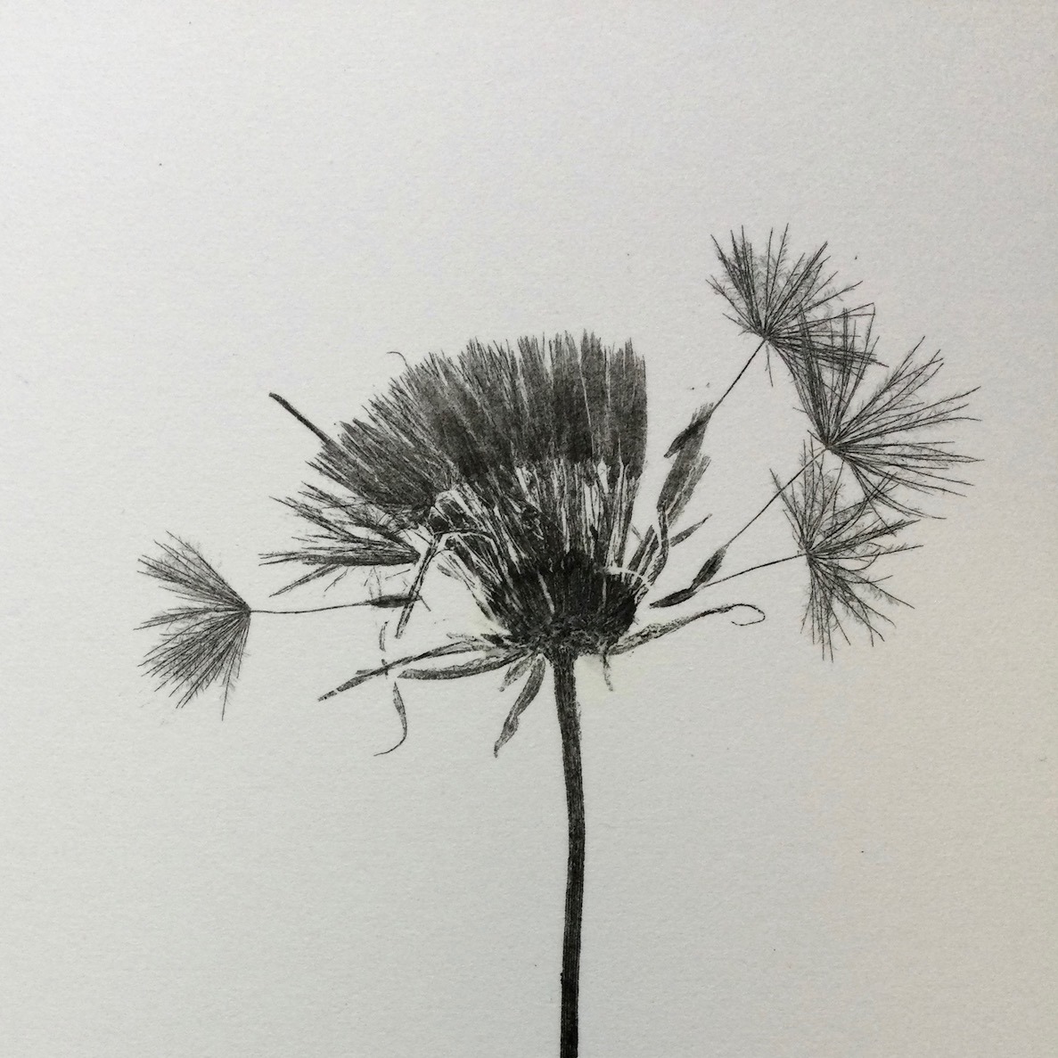 Nature printing with Rhyll Plant - Newstead Arts Hub