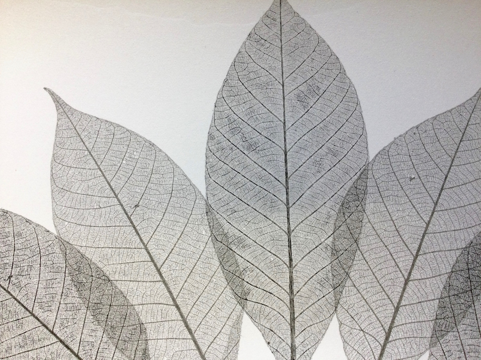 Nature Printing workshops with Rhyll Plant - Newstead Arts Hub