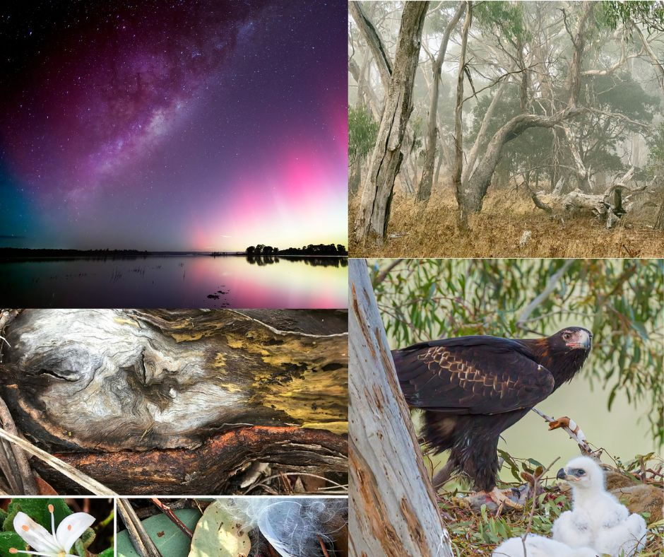 Wild Discoveries - Newstead Arts Hub